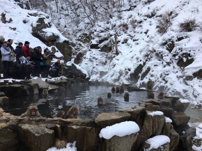 (Winter Only) 1-Day Tour From Myoko & Madarao: Snow Monkeys, Zenkoji ...