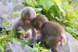 Spring (March-May) at the Jigokudani Monkey Park - SNOW MONKEY RESORTS