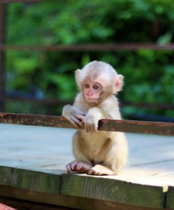 Spring (March-May) at the Jigokudani Monkey Park - SNOW MONKEY RESORTS