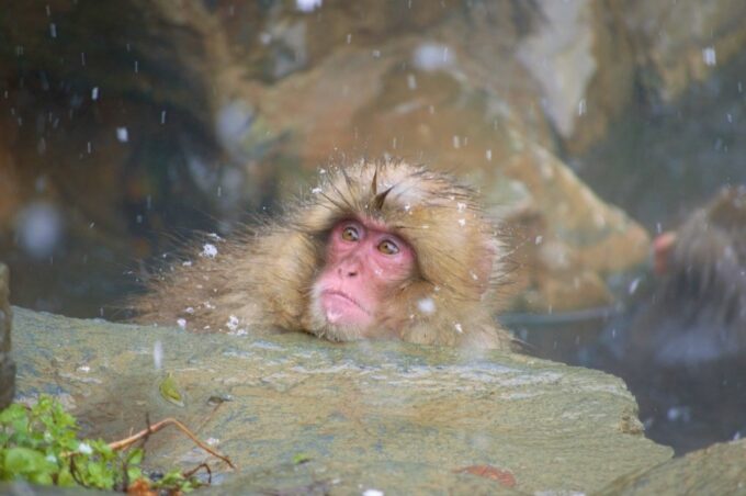 (Winter Only) 1-Day Tour From Myoko & Madarao: Snow Monkeys, Zenkoji ...