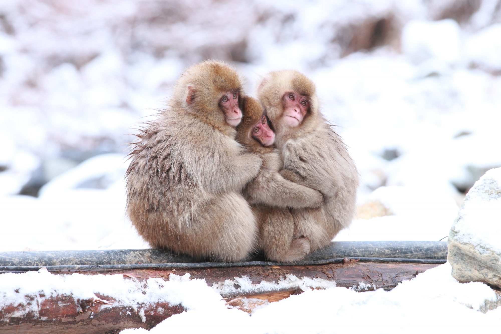 Winter (Dec-Feb) at the Jigokudani Monkey Park - SNOW MONKEY RESORTS