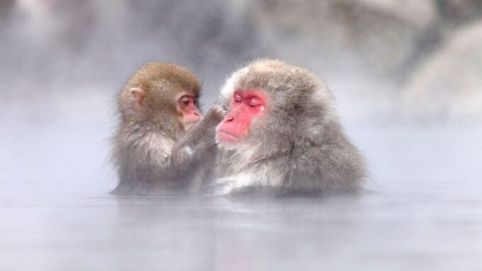 Snow Monkey Tours and Itineraries in Spring - Snow Monkey Resorts