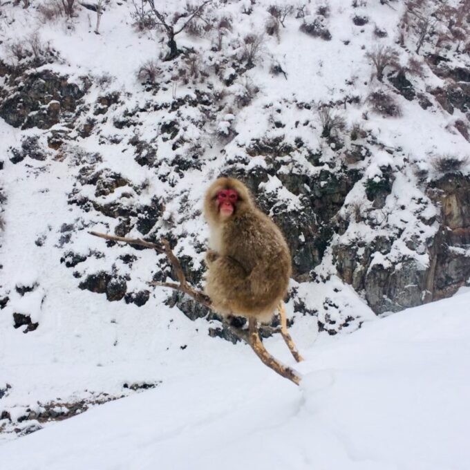 (Winter Only) 1-Day Tour From Myoko & Madarao: Snow Monkeys, Zenkoji ...