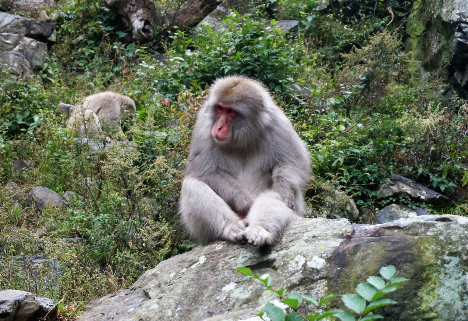 Snow Monkey Hierarchy: The Top Monkeys - Snow Monkey Resorts