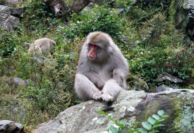 Snow Monkey Hierarchy: The Top Monkeys - Snow Monkey Resorts