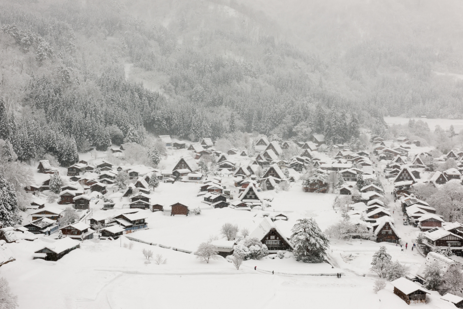2026年2月的高山 — 您需要了解的事項 - SNOW MONKEY RESORTS