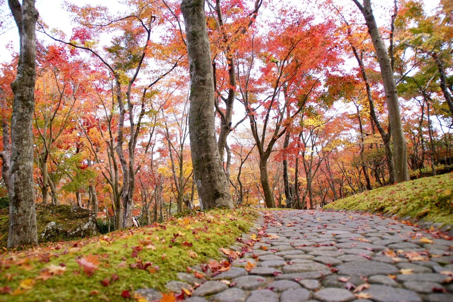 Vibrant Views of Autumn Leaves in Hakone - Snow Monkey Resorts