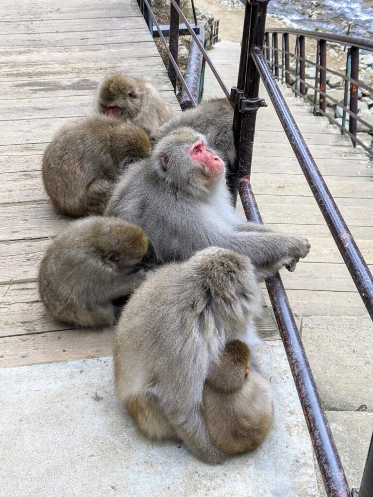 Snow Monkey Hierarchy: The Top Monkeys - SNOW MONKEY RESORTS