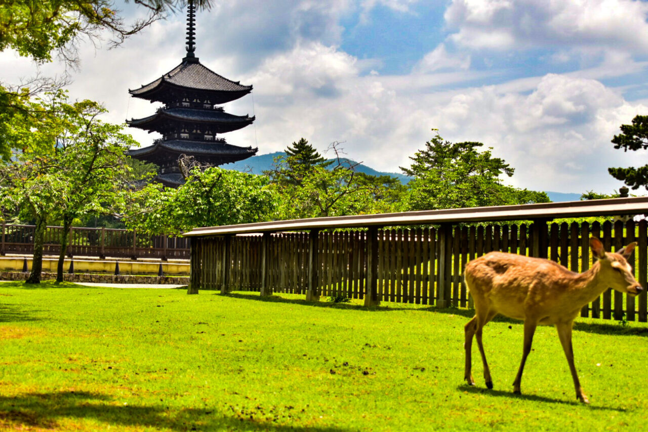 40 Things to Do in Kyoto, Nara & Osaka - SNOW MONKEY RESORTS