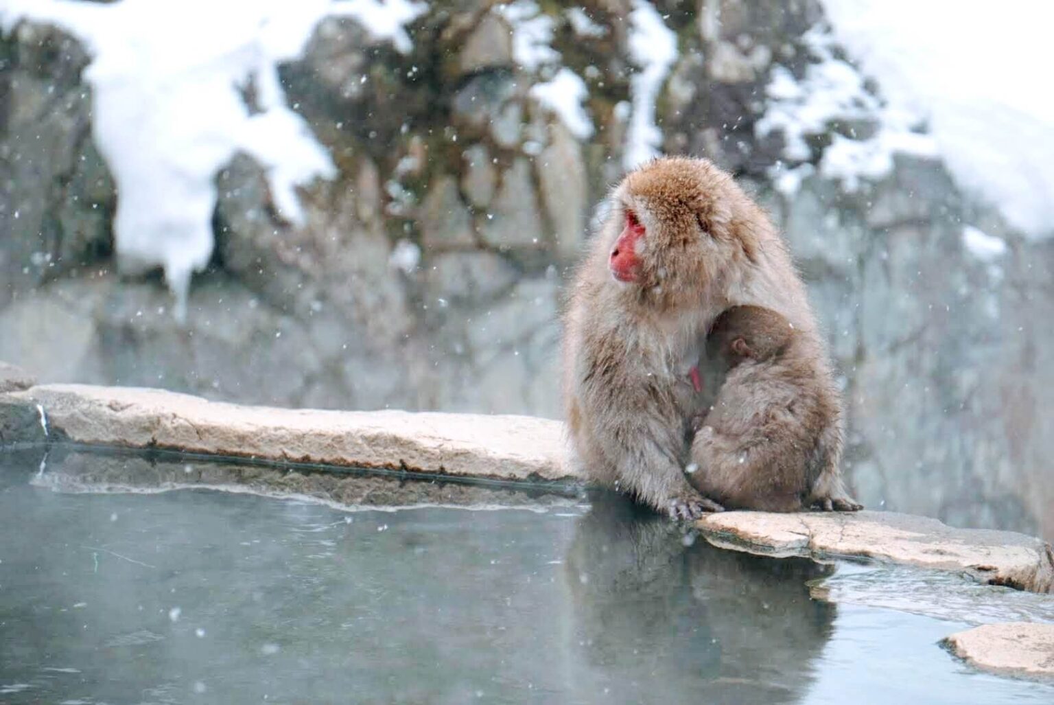 The Snow Monkey FAQs - SNOW MONKEY RESORTS