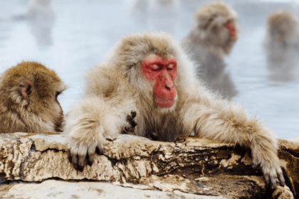 When to See Japan’s Famous Snow Monkeys – SNOW MONKEY RESORTS
