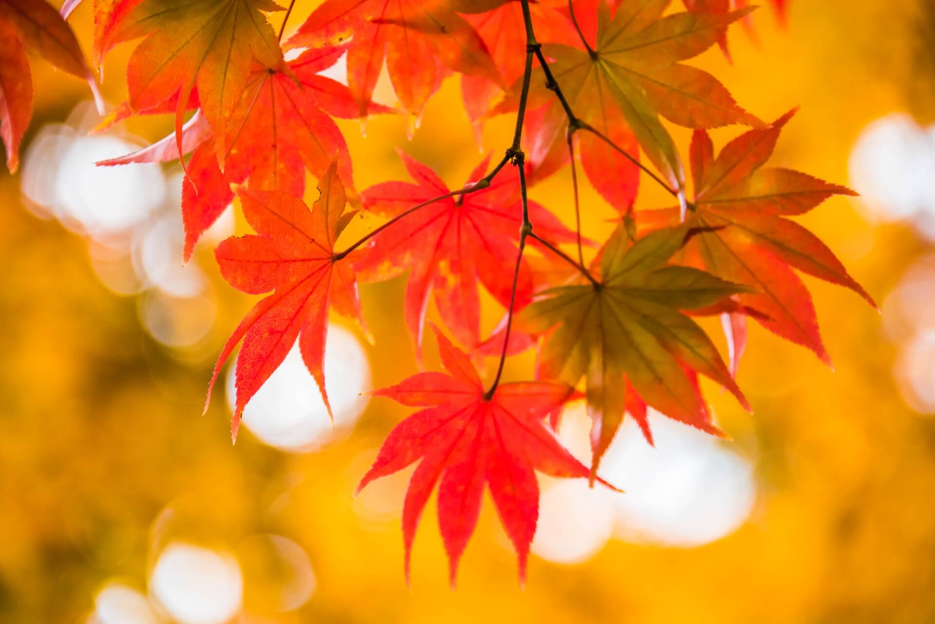 秋天的葉子 – SNOW MONKEY RESORTS