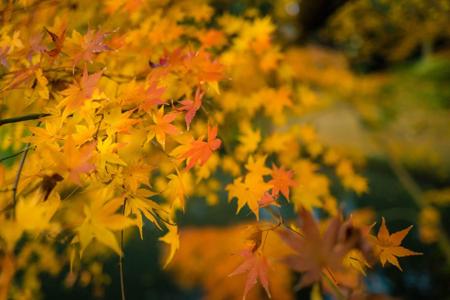 15 Best Places To See Autumn Leaves In & Around Tokyo - SNOW MONKEY RESORTS