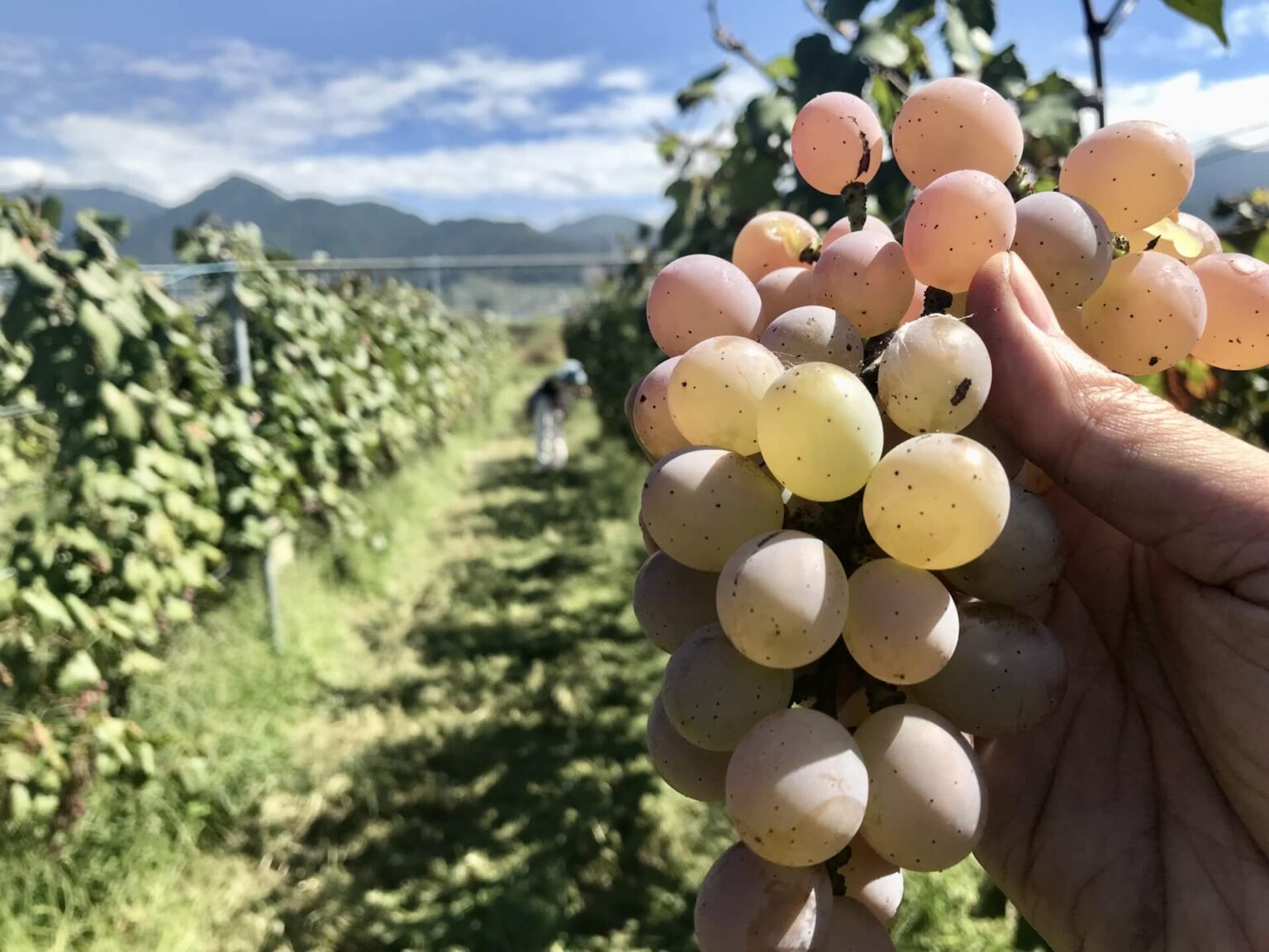 Japan Wine Guide: Regions & Essential Info - SNOW MONKEY RESORTS