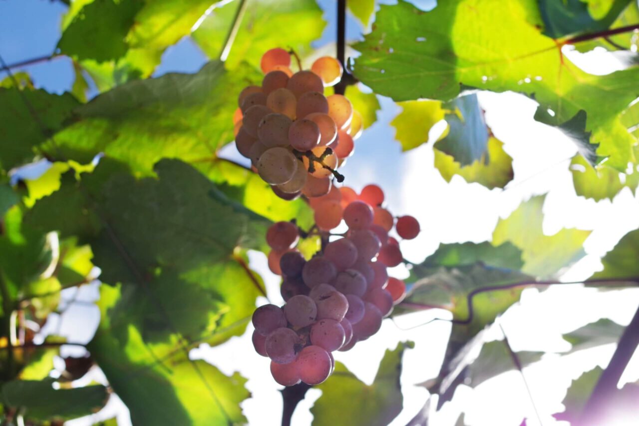 Japan Wine Guide: Regions & Essential Info - SNOW MONKEY RESORTS