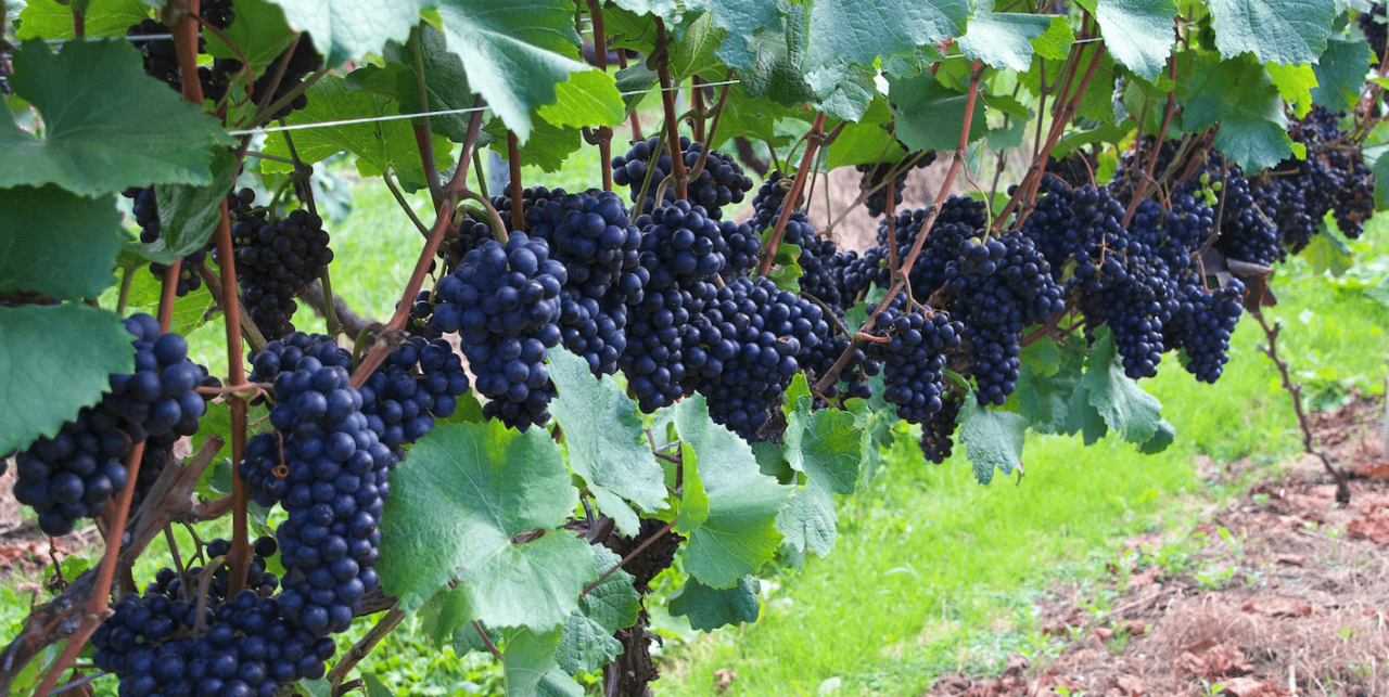 Japan Wine Guide: Regions & Essential Info - SNOW MONKEY RESORTS