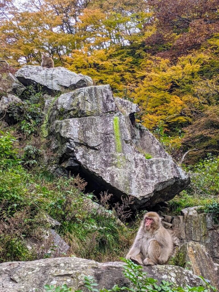 Autumn (Sep-Nov) at the Jigokudani Monkey Park - SNOW MONKEY RESORTS