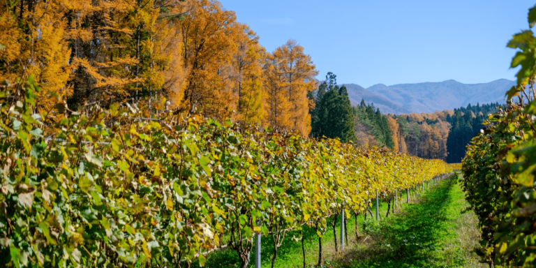 Japan Wine Guide: Regions & Essential Info - SNOW MONKEY RESORTS
