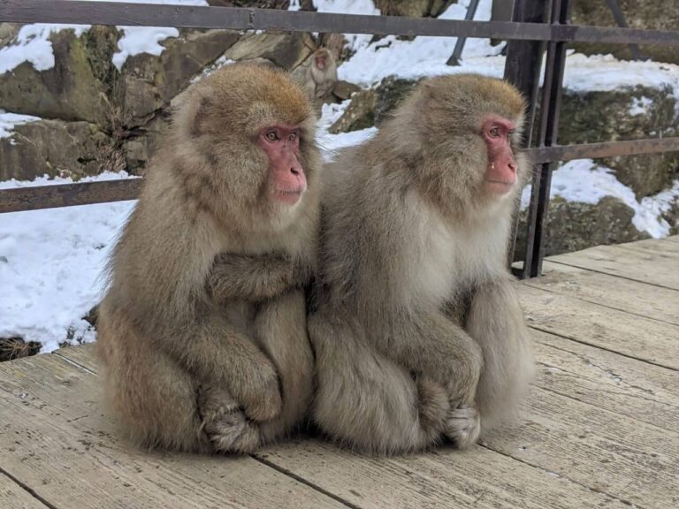 Winter (Dec-Feb) at the Jigokudani Monkey Park - SNOW MONKEY RESORTS