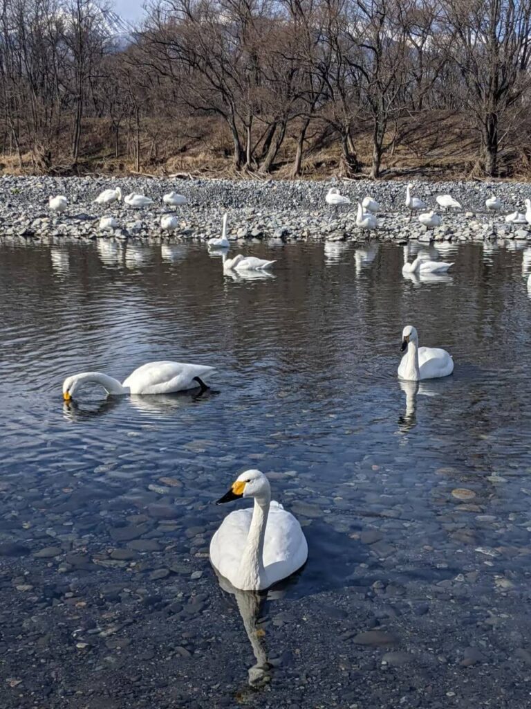 The Siberian Swans of Gohoden Yusuichi, Azumino - SNOW MONKEY RESORTS
