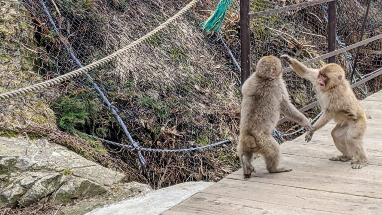 Spring (March-May) at the Jigokudani Monkey Park - SNOW MONKEY RESORTS