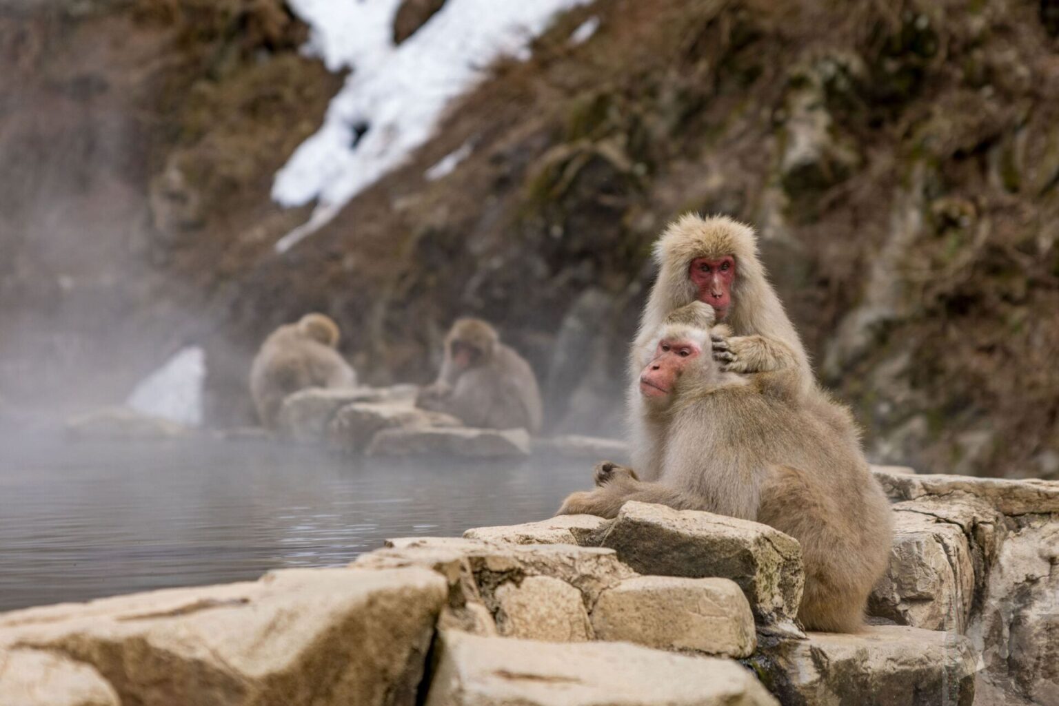 Snow Monkey Park Bus Stop - SNOW MONKEY RESORTS