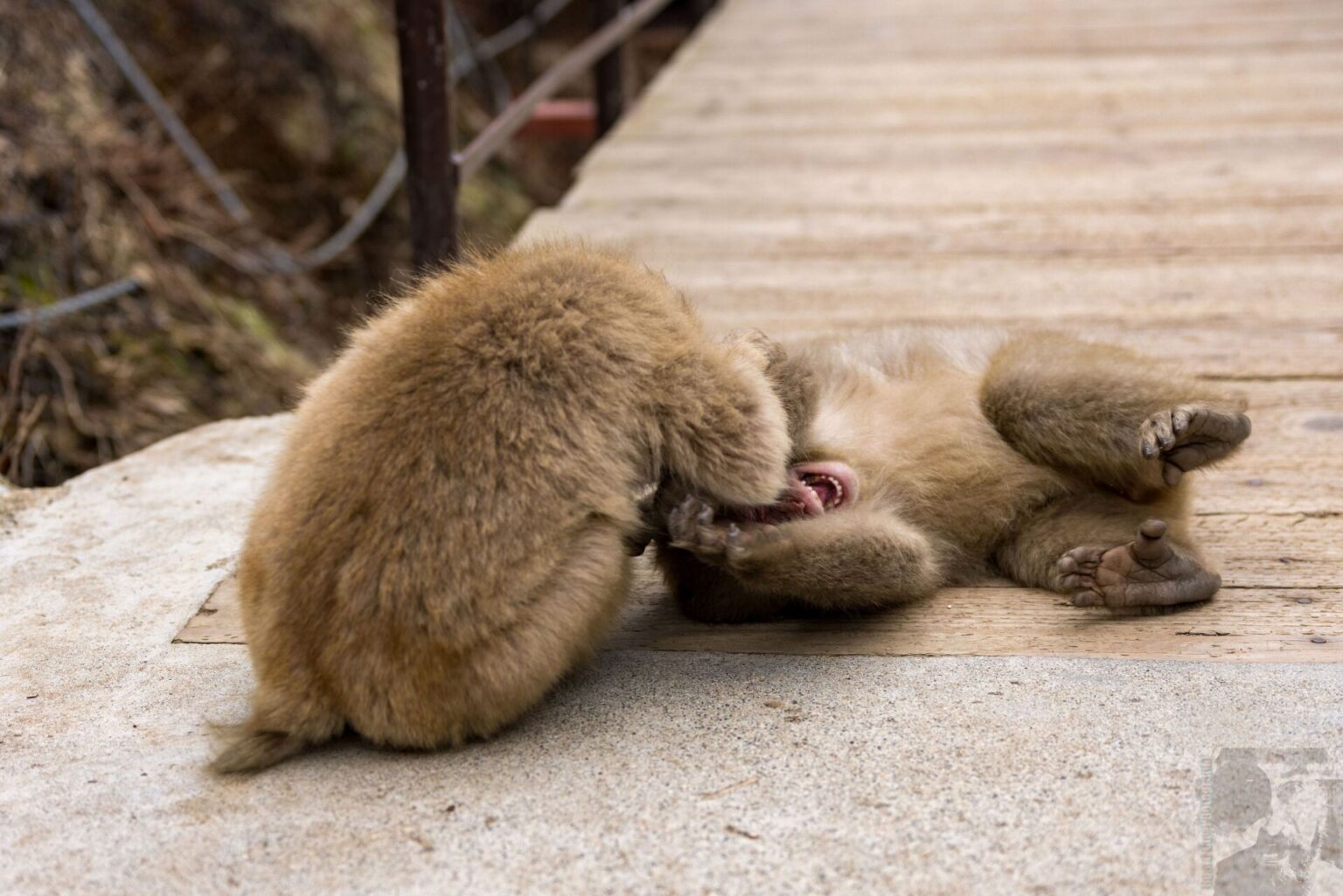 Spring (March-May) at the Jigokudani Monkey Park - SNOW MONKEY RESORTS