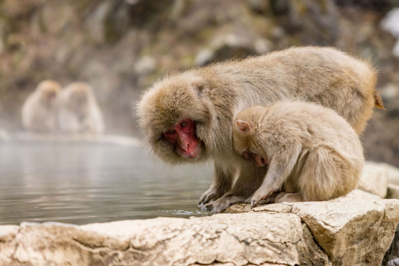 Spring (March-May) at the Jigokudani Monkey Park - SNOW MONKEY RESORTS