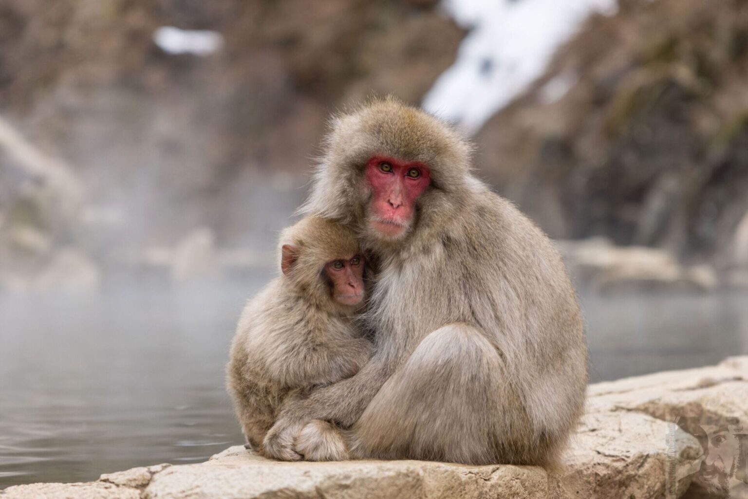 Snow Monkey Park Information & Updates - SNOW MONKEY RESORTS