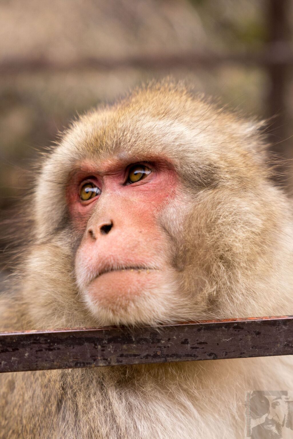 Spring (March-May) at the Jigokudani Monkey Park - SNOW MONKEY RESORTS