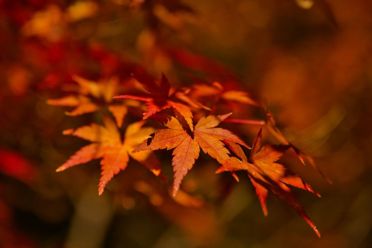 20 Things to Do Around Kamakura & Where to Stay - SNOW MONKEY RESORTS