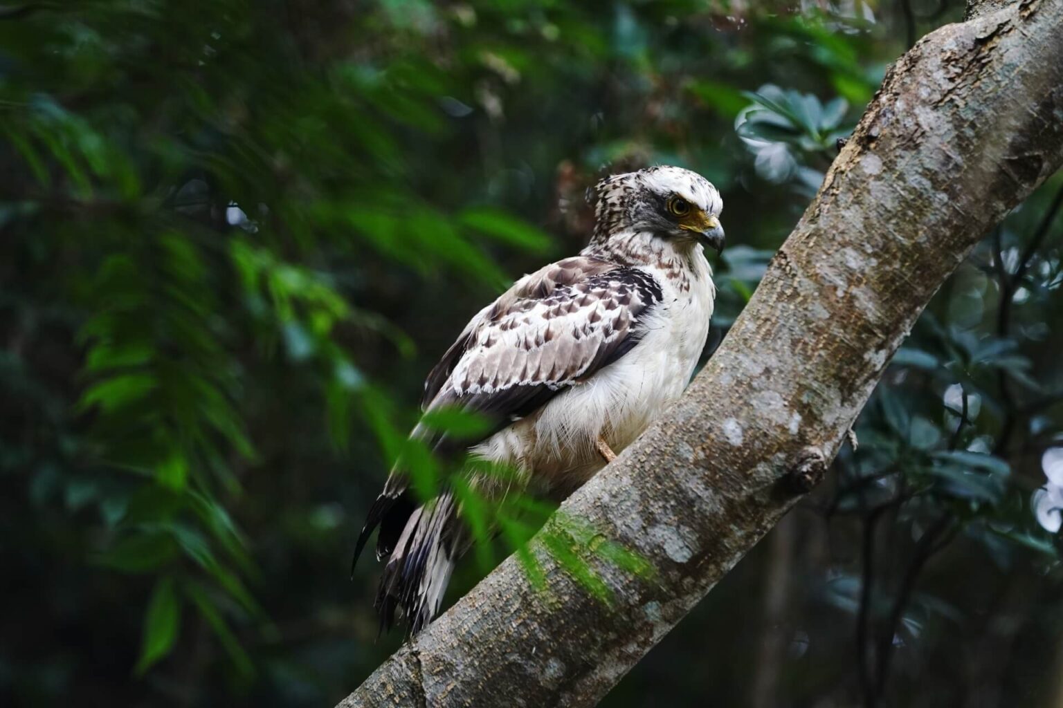 Okinawa: Iriomote Island - SNOW MONKEY RESORTS