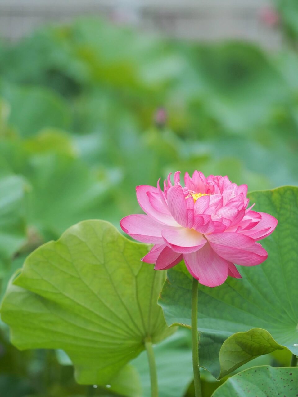 20 Things to Do Around Kamakura & Where to Stay - SNOW MONKEY RESORTS