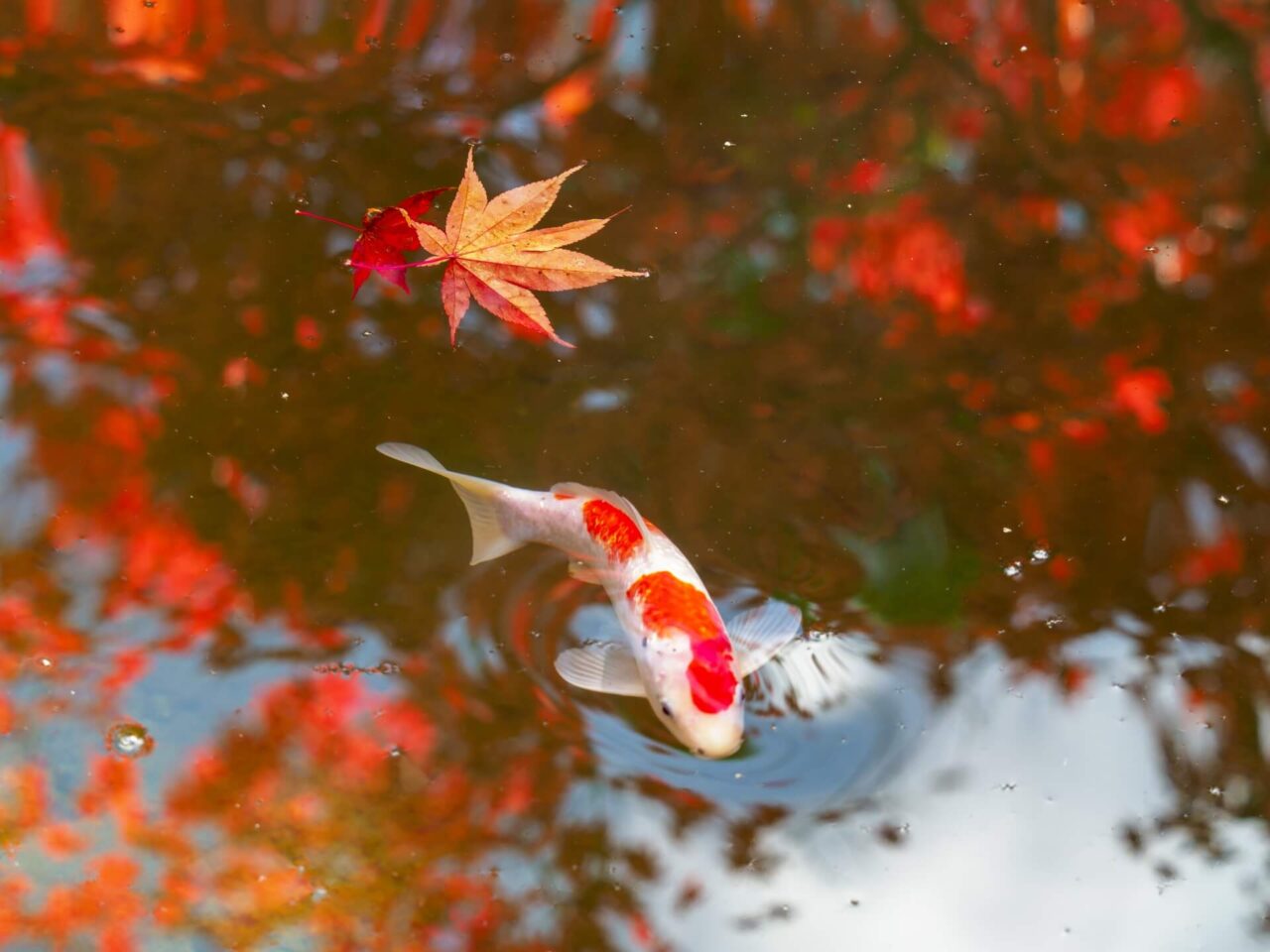 Stay in a Koyasan 'Shukubo' (Temple Lodging) - SNOW MONKEY RESORTS