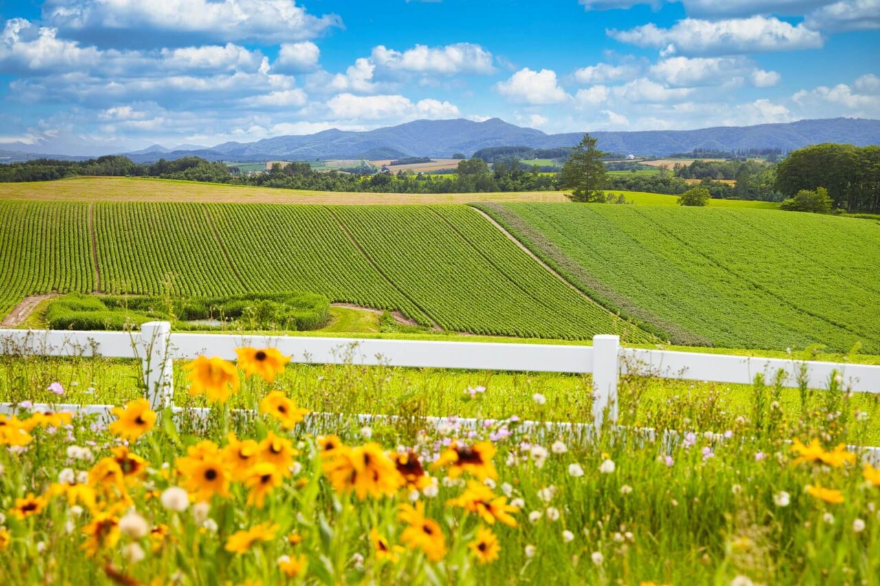 Furano Area - SNOW MONKEY RESORTS