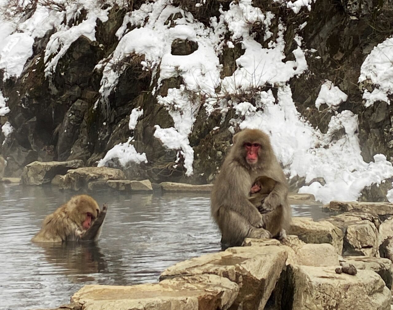 2-Day Snow Monkeys & Nagano Cultural Tour inc. Luxury Villa Stay - SNOW ...