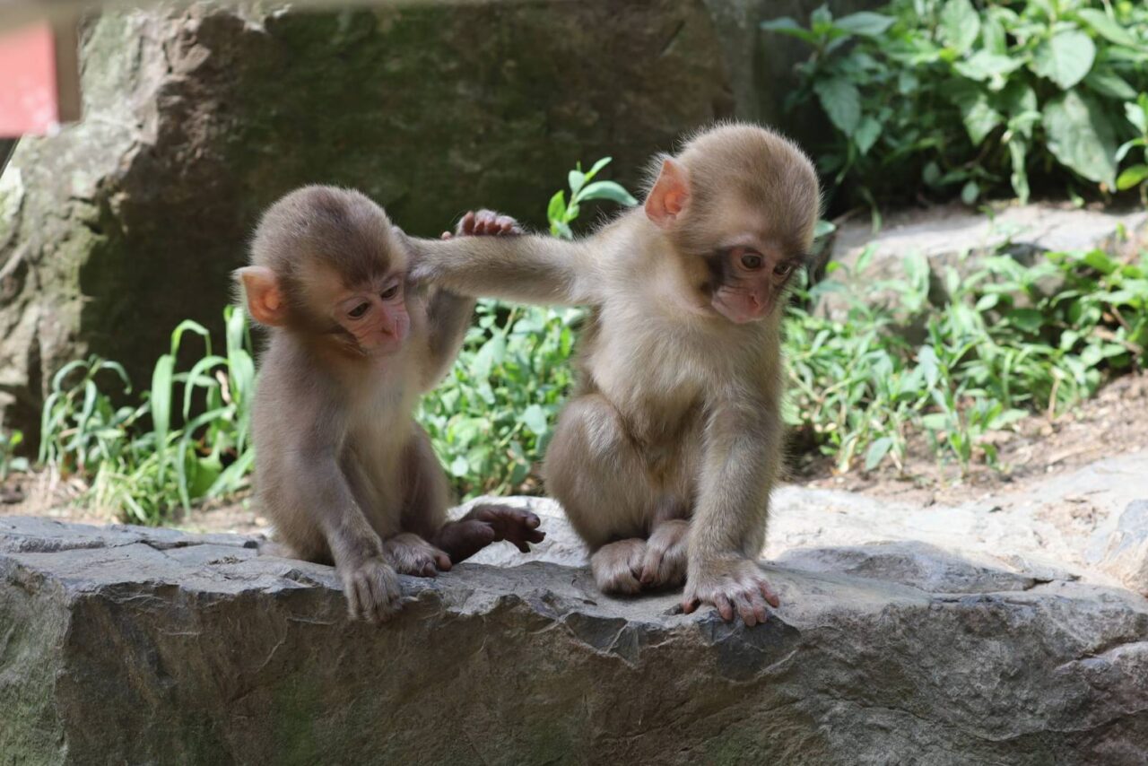Spring (March-May) at the Jigokudani Monkey Park - SNOW MONKEY RESORTS