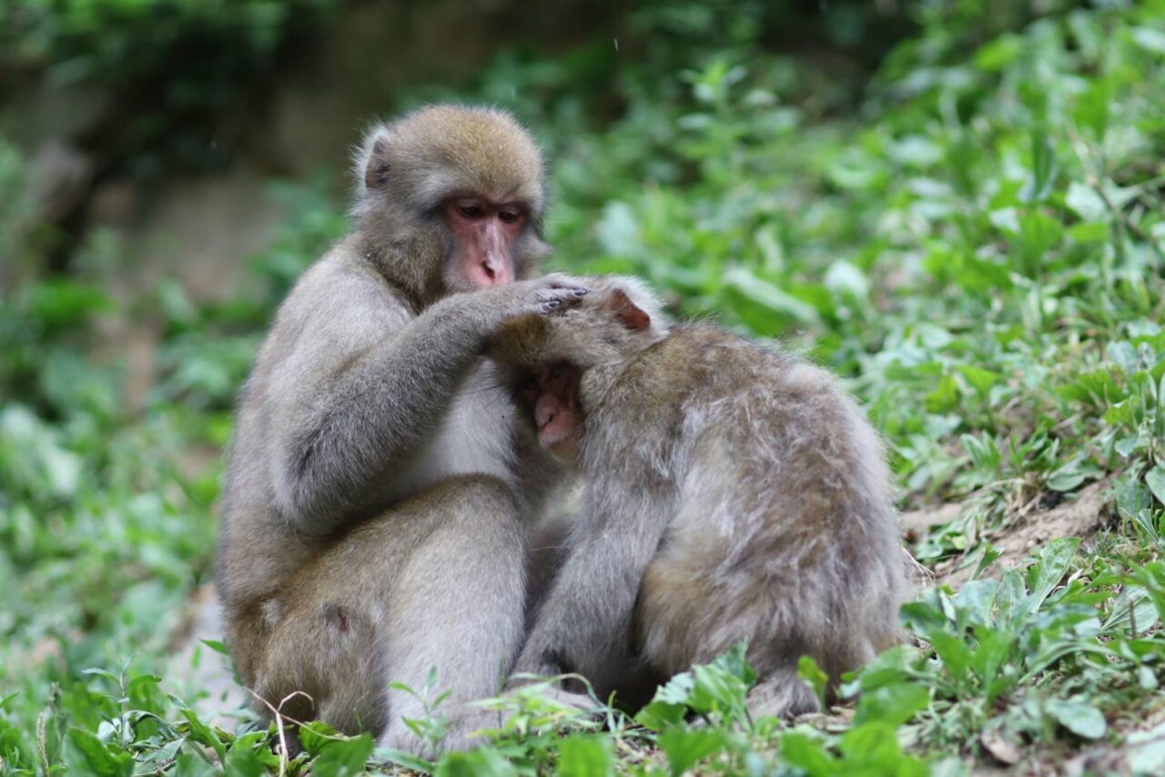 When to See Japan's Famous Snow Monkeys - SNOW MONKEY RESORTS