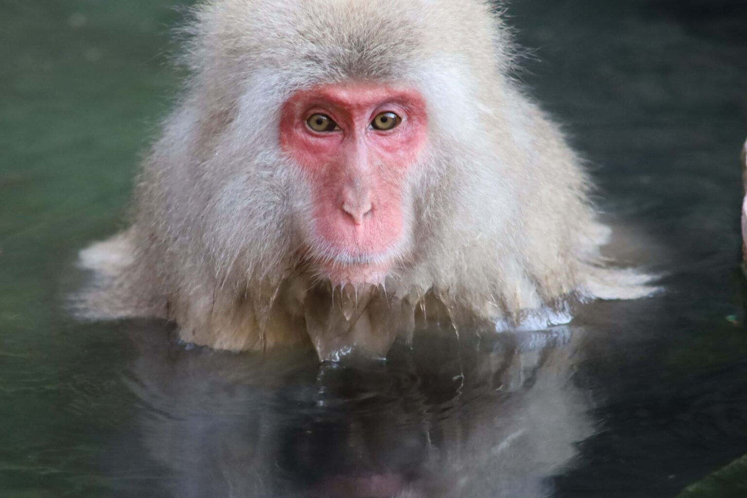 Winter (Dec-Feb) at the Jigokudani Monkey Park - SNOW MONKEY RESORTS