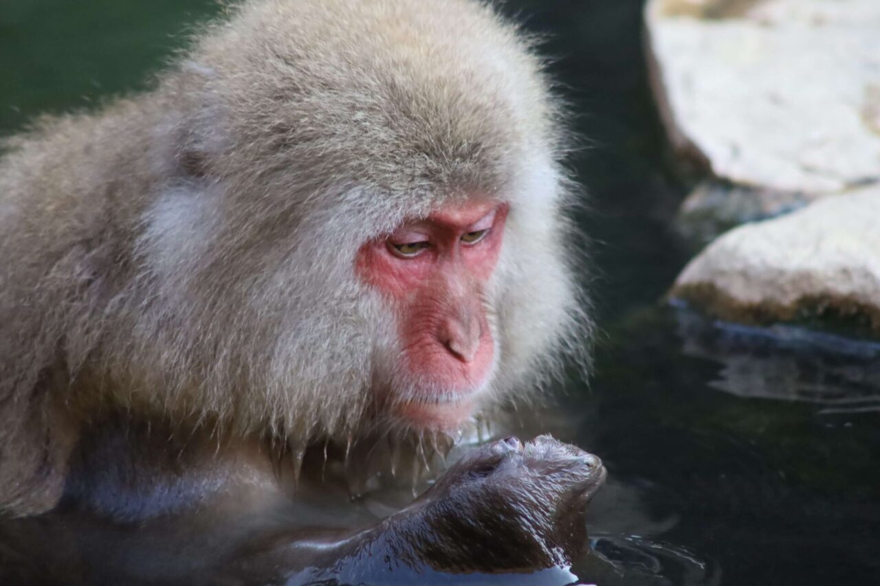 Spring (March-May) at the Jigokudani Monkey Park - SNOW MONKEY RESORTS