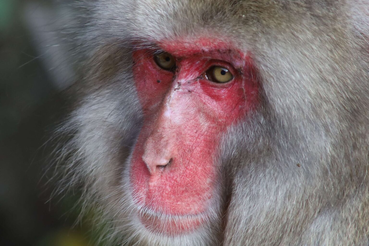 The Snow Monkey FAQs - SNOW MONKEY RESORTS