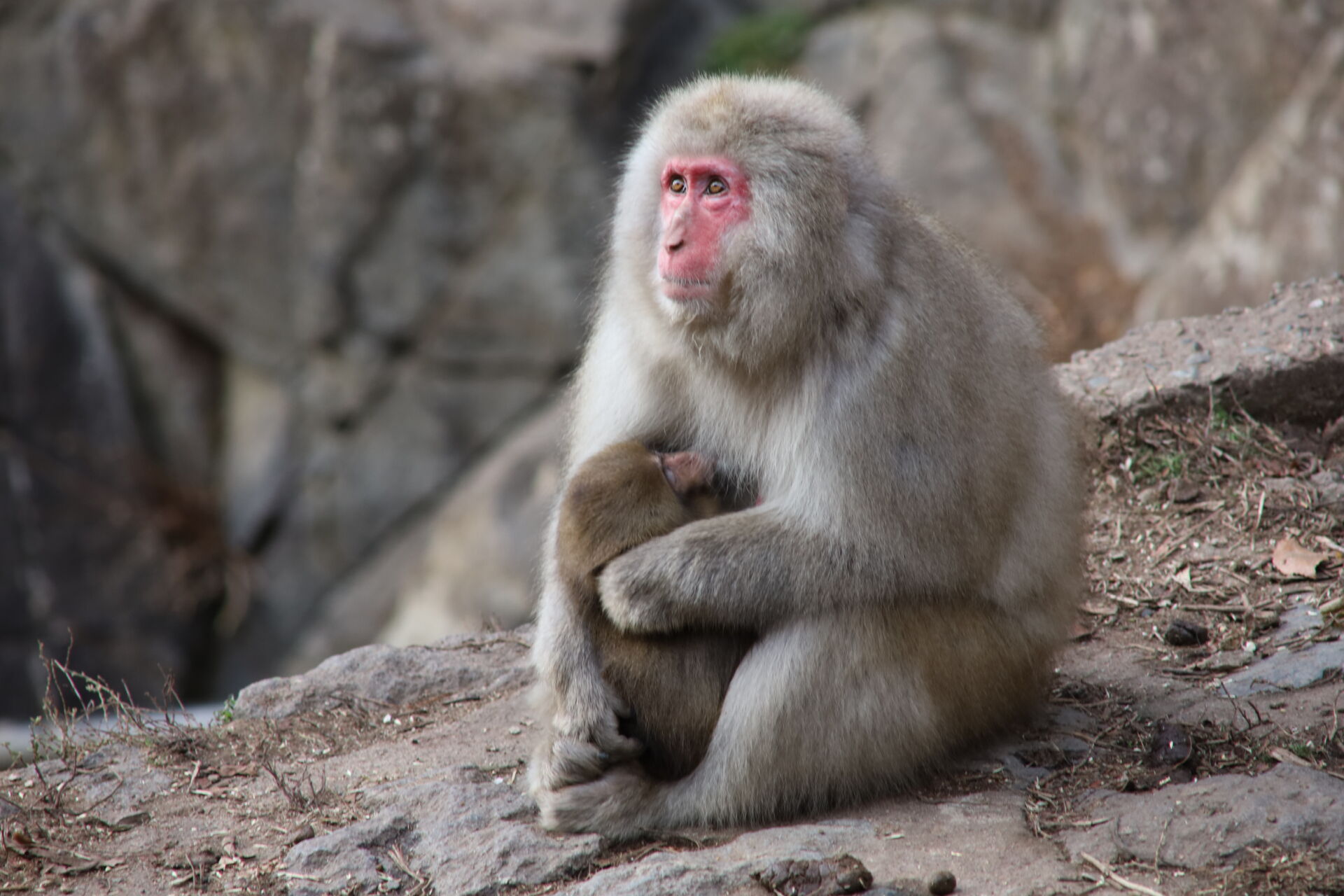 From Matsumoto: How To Get To The Snow Monkey Park - SNOW MONKEY RESORTS