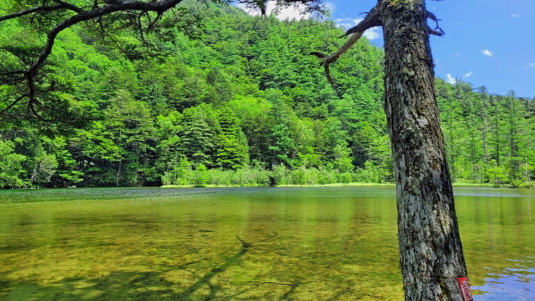 (Seasonal) 1-Day Tour from Takayama: Alpine Splendor - Shinhotaka ...