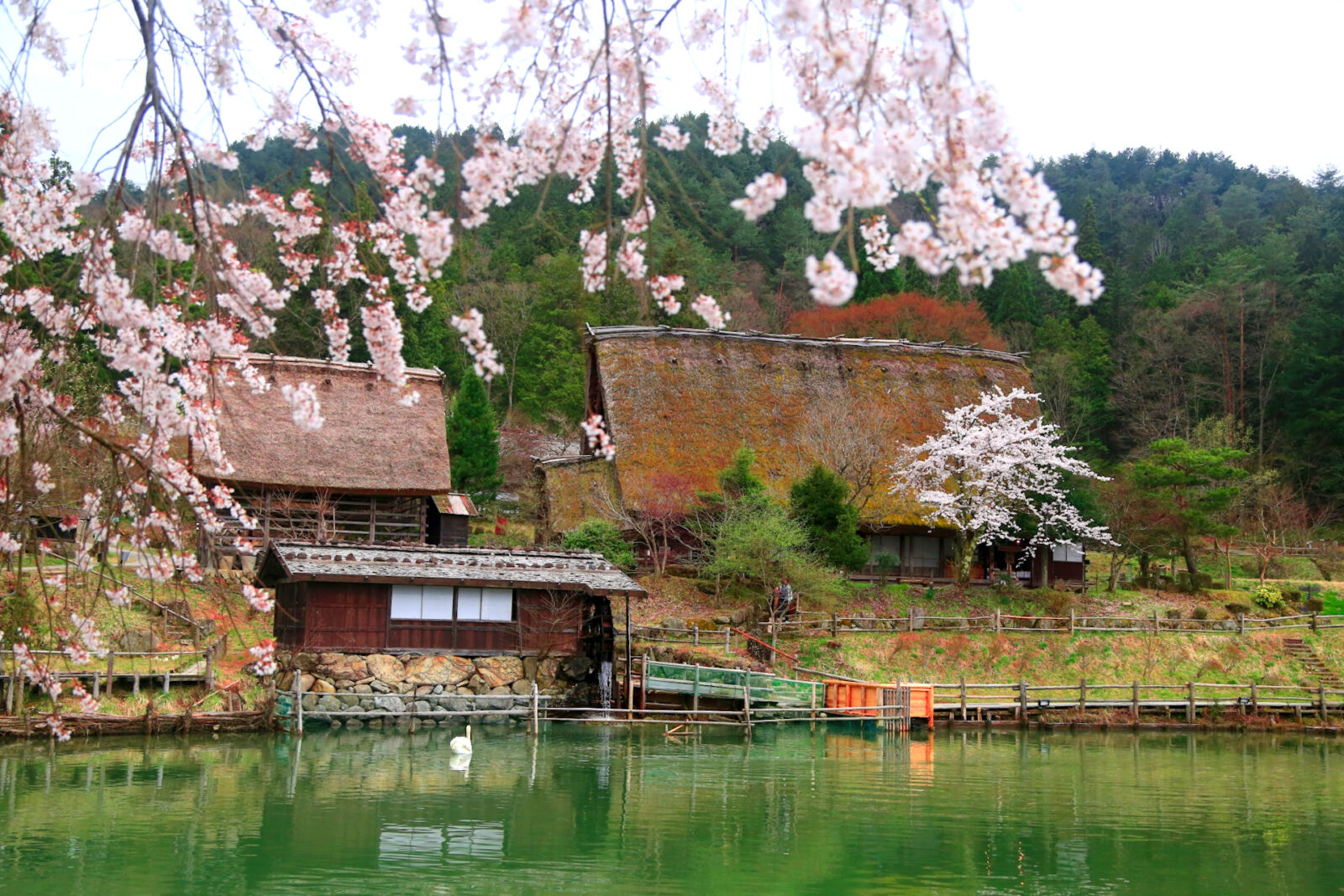Best Places to Visit in Takayama During Spring - Snow Monkey Resorts