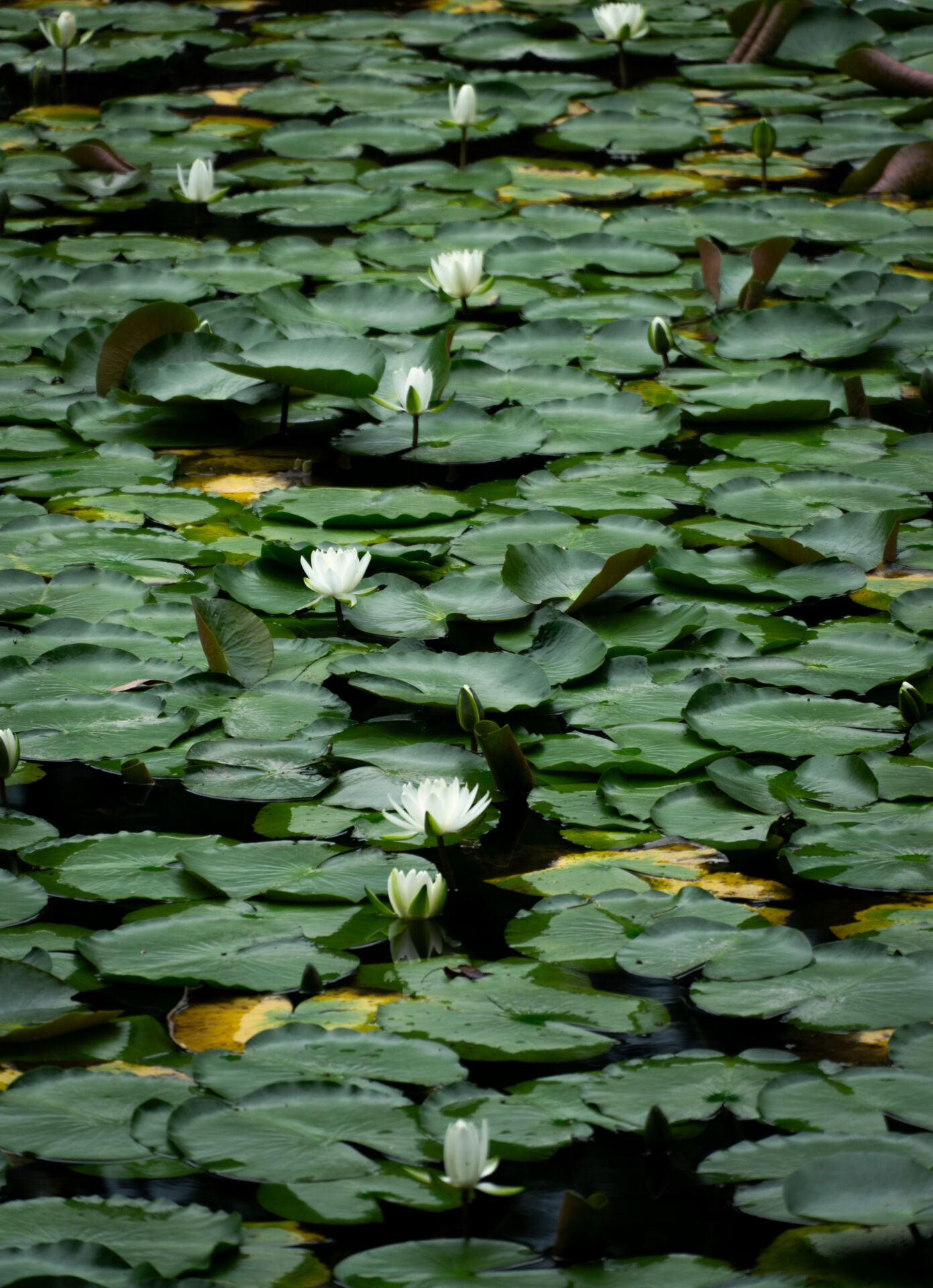 Tokugawa Art Museum & Tokugawa Garden - SNOW MONKEY RESORTS