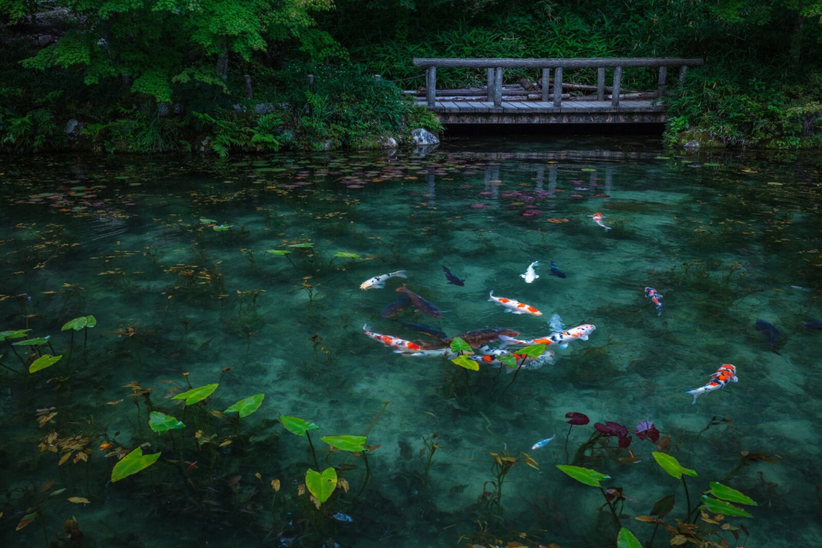 Seki City - SNOW MONKEY RESORTS