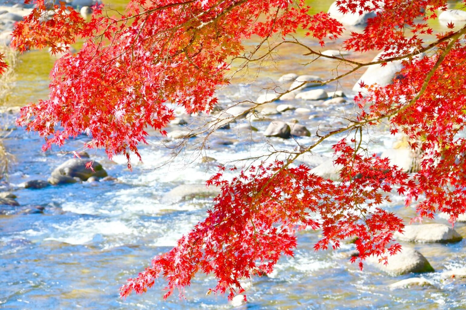 6 Stunning Spots for Autumn Leaves Near Nagoya - SNOW MONKEY RESORTS