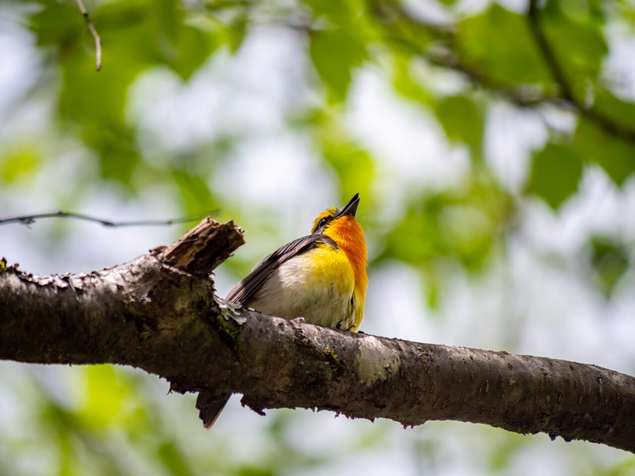 How to Get to Kamikochi - SNOW MONKEY RESORTS