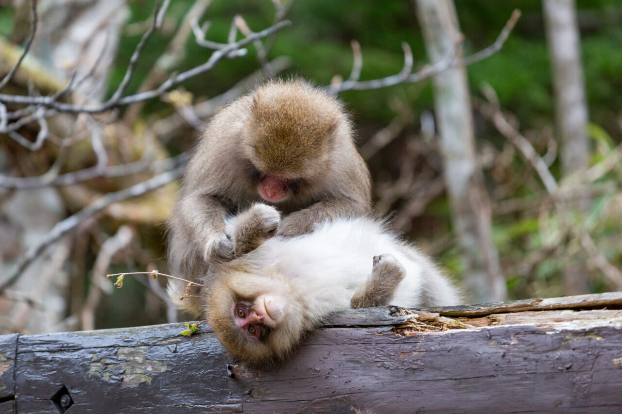 How to Get to Kamikochi - SNOW MONKEY RESORTS