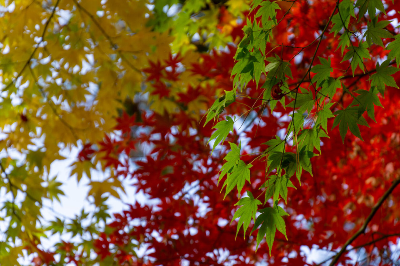 6 Stunning Spots for Autumn Leaves Near Nagoya - SNOW MONKEY RESORTS